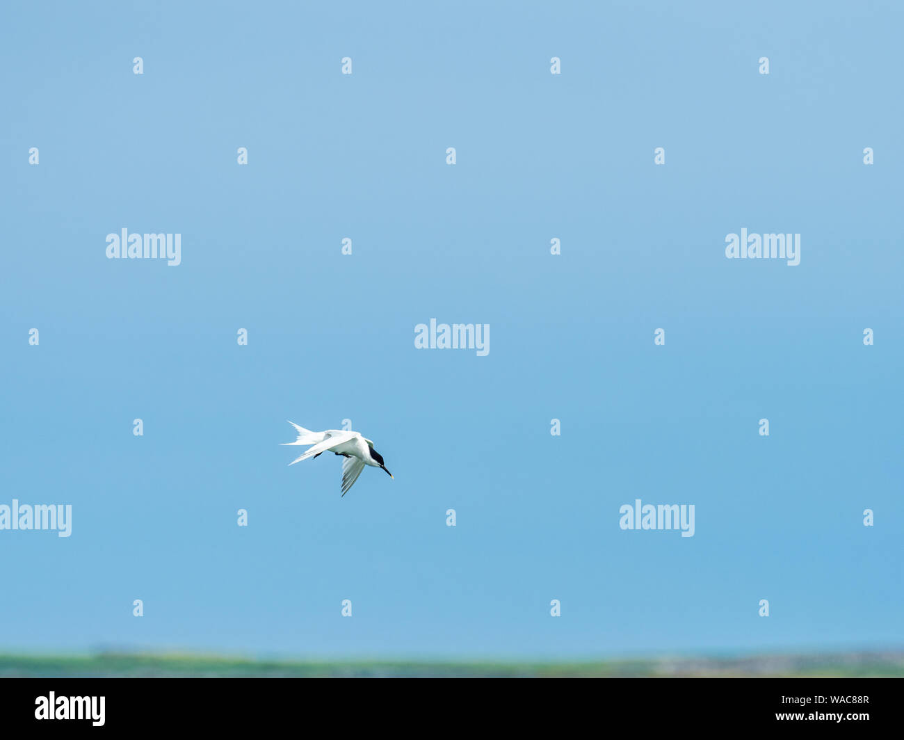 Sandwich Tern (Sterna sandvicensis) in flight Stock Photo - Alamy