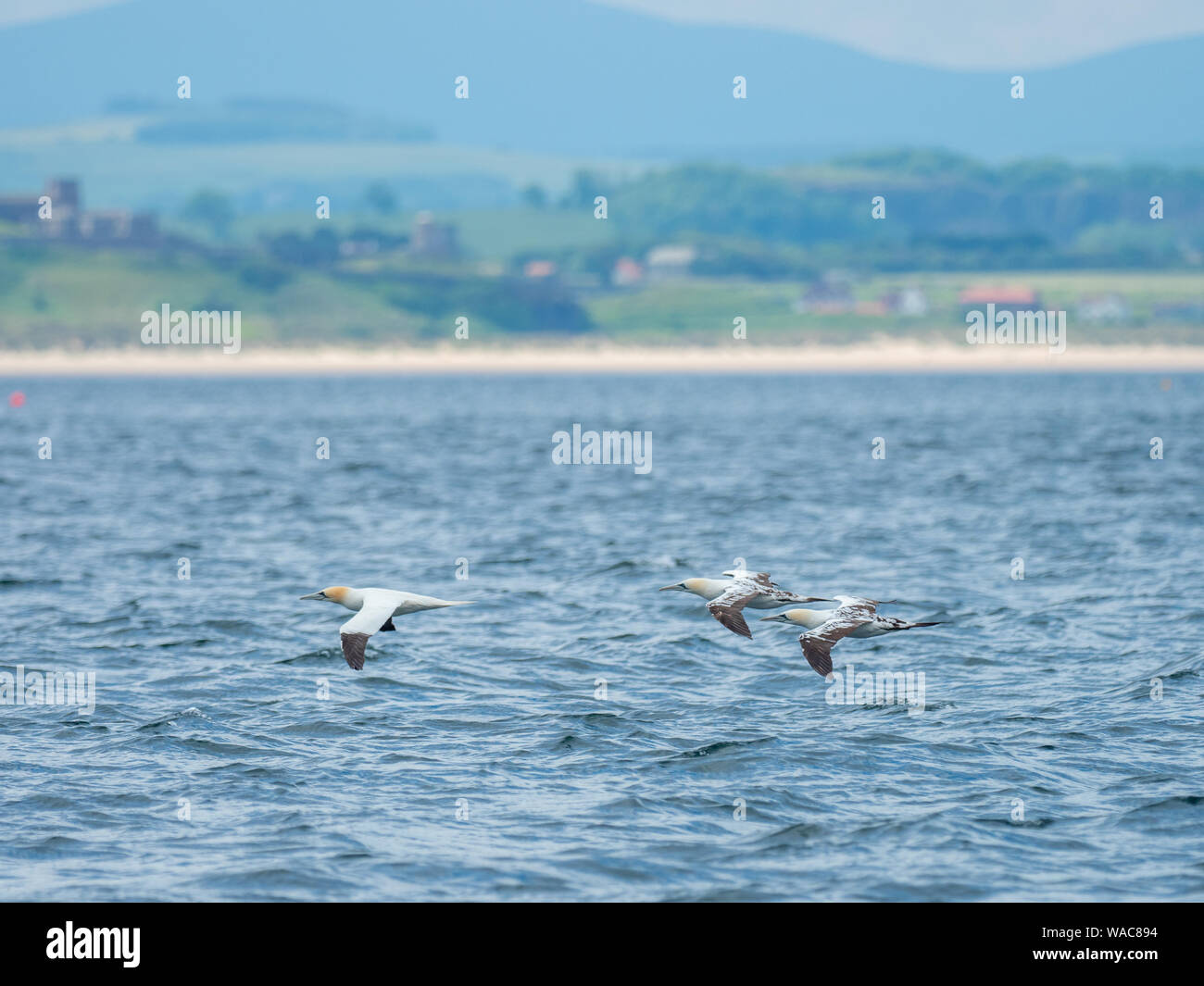 Northern gannets flying Stock Photo - Alamy