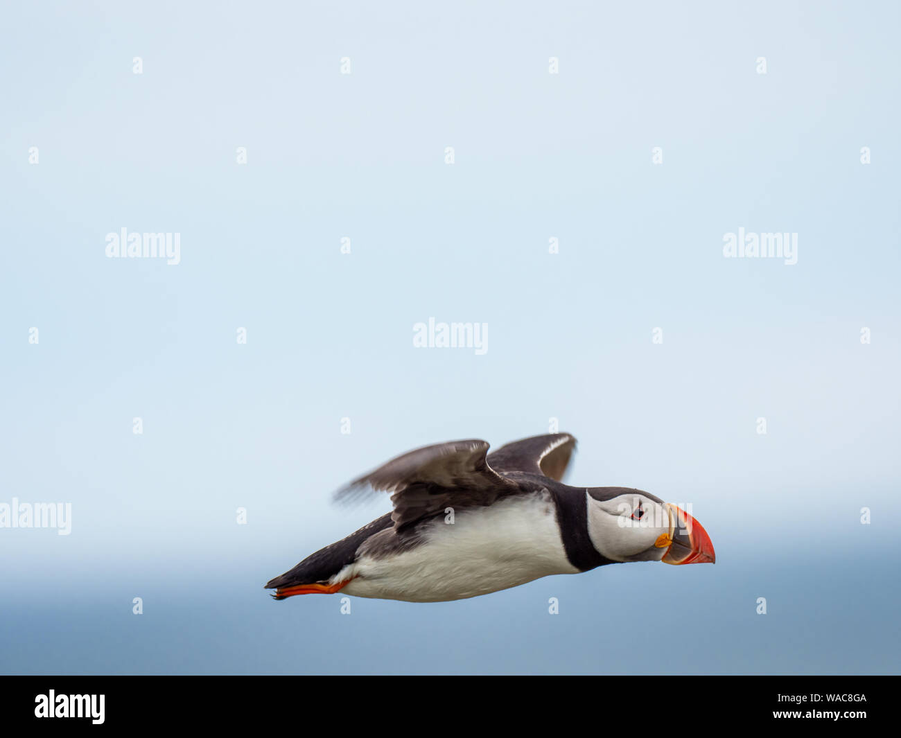 Atlantic puffin (Fratercula arctica), common puffin flying Stock Photo ...