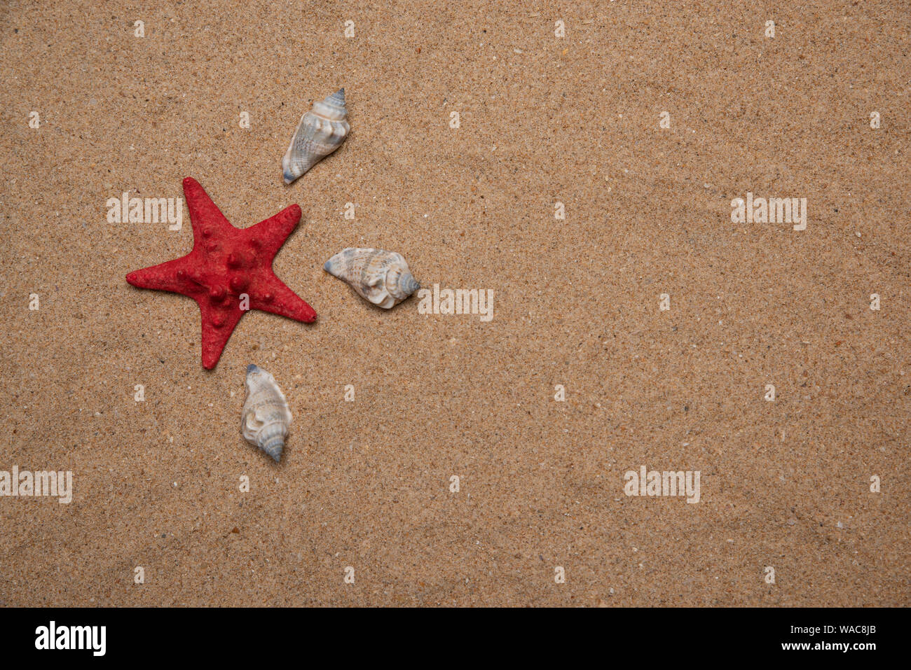 Laying in sea shells hi-res stock photography and images - Alamy