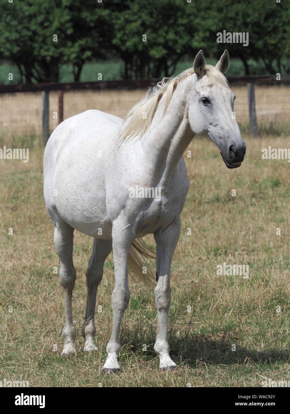Ex racehorse hi-res stock photography and images - Alamy