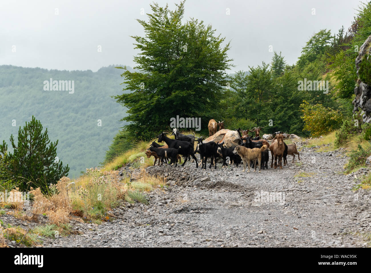 Flock of mountain goats. Domestic livestock grazing in the high ...