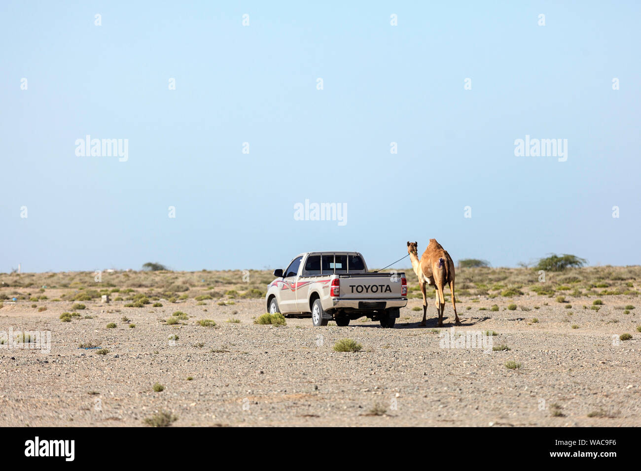 Camel tied up to a jeep in the desert on Masirah island, Oman Stock ...