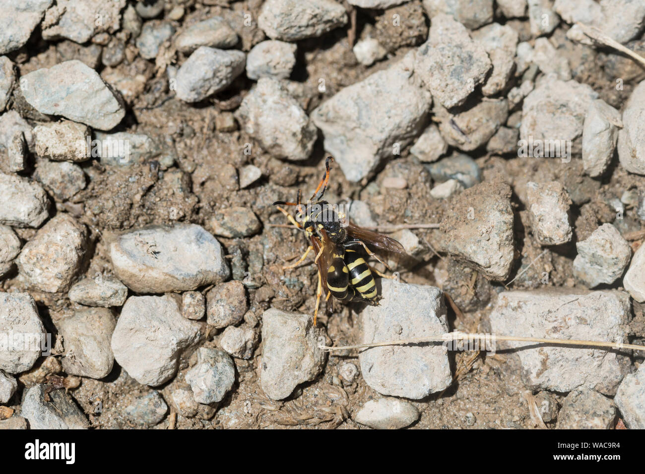 Mating Solitary Wasps from NE Turkey Stock Photo - Alamy