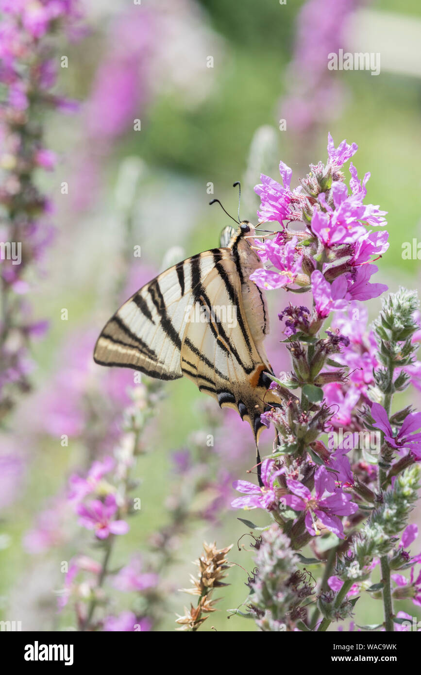Foraging Scarce Swallowtail (Iphiclides podalirus Stock Photo - Alamy