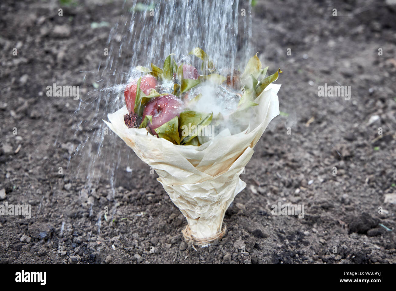 Bouquet of rotten fruits and wilted flowers are planted in the ground ...