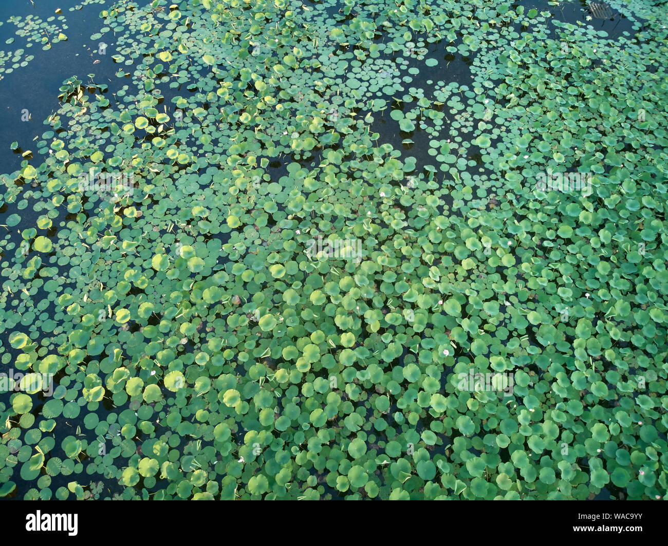 Aerial view over the pond with a growing lotus Stock Photo - Alamy