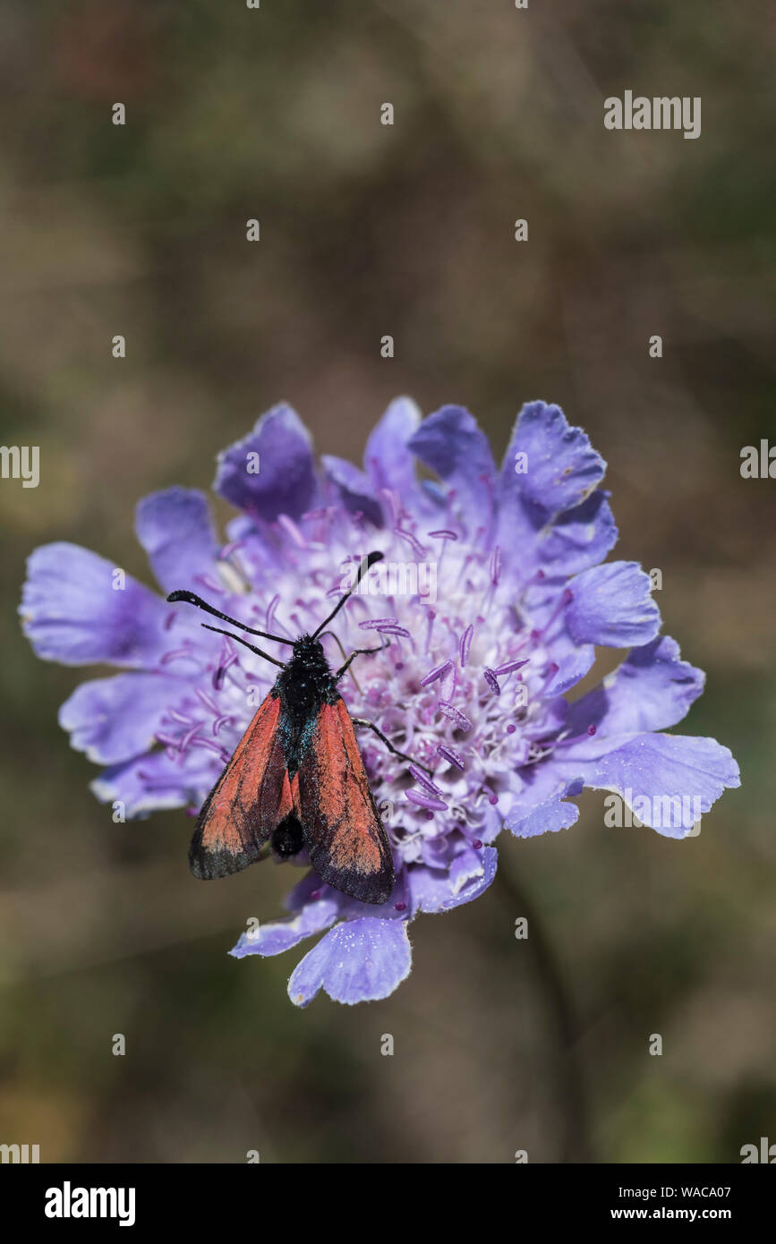 Transparent moth hi-res stock photography and images - Alamy