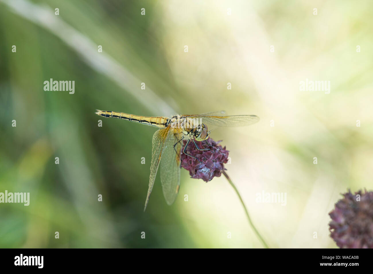 Sympetrum flaveolum hi-res stock photography and images - Alamy