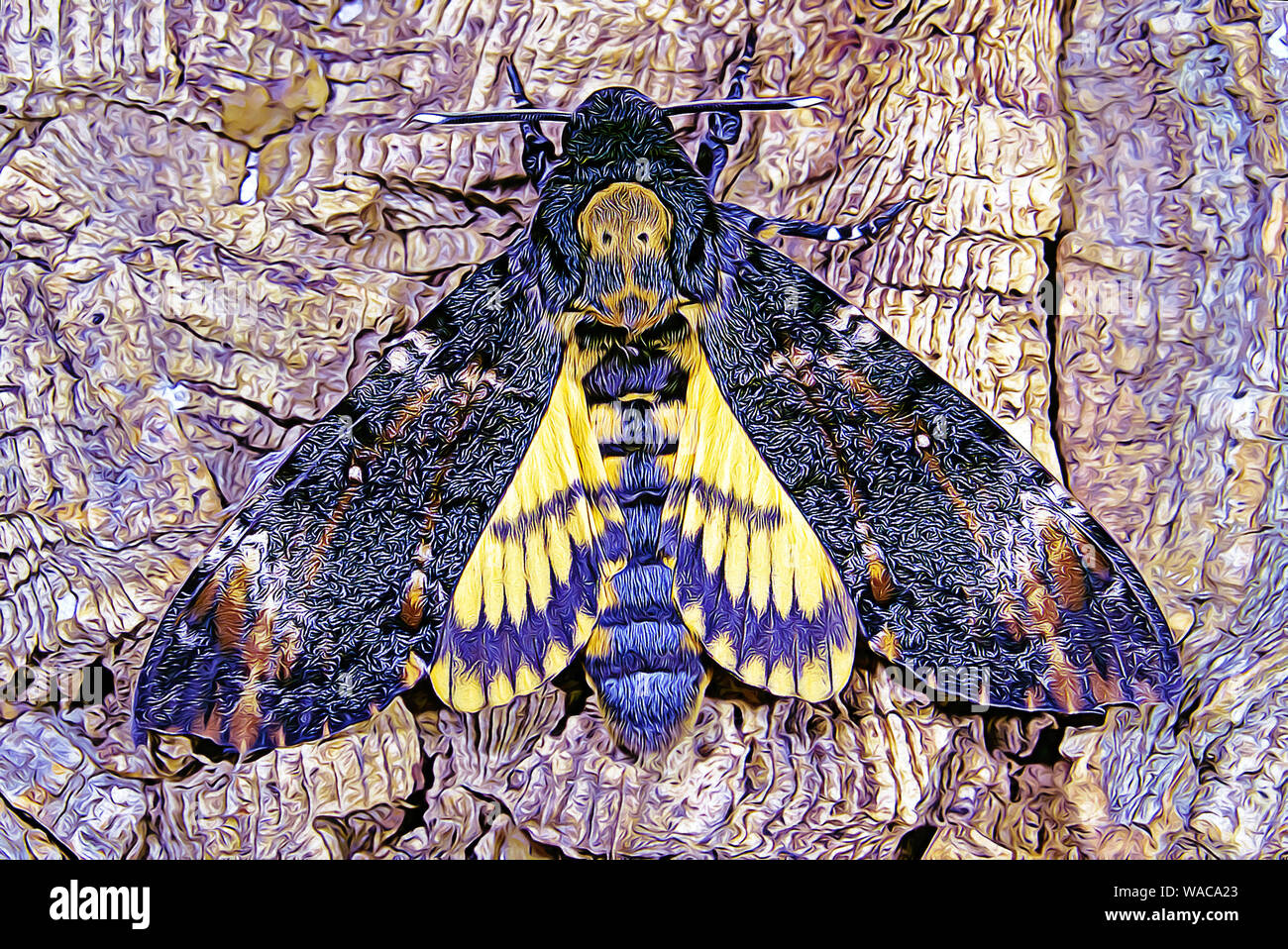 Death's-head hawkmoth (Acheronia atropos Stock Photo - Alamy