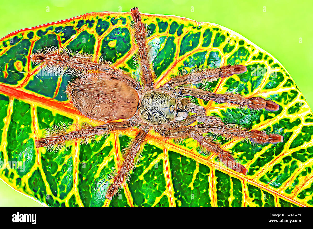 Tree spider hi-res stock photography and images - Alamy