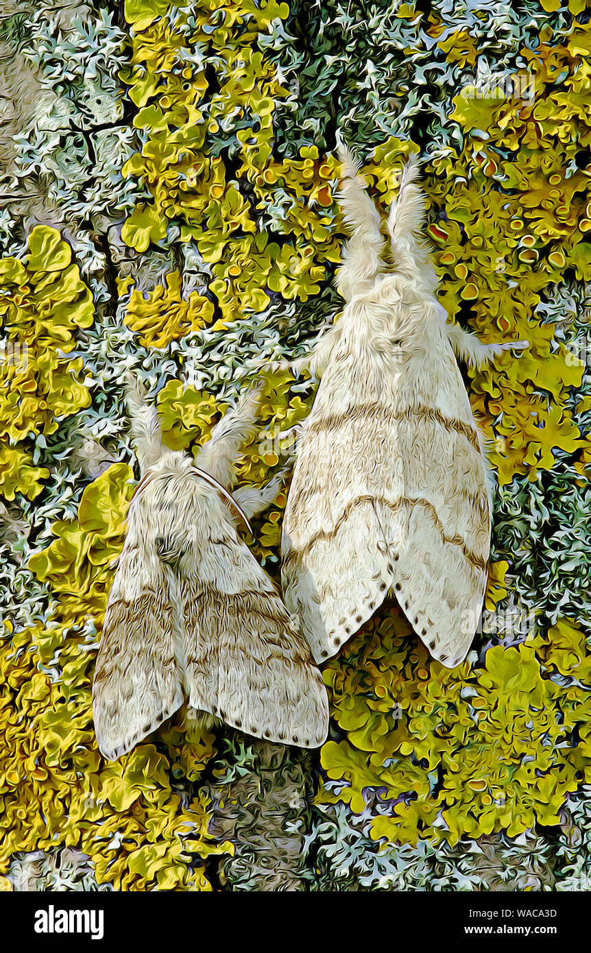 Pale tussock moths pair resting on lichen covered tree (Calliteara ...