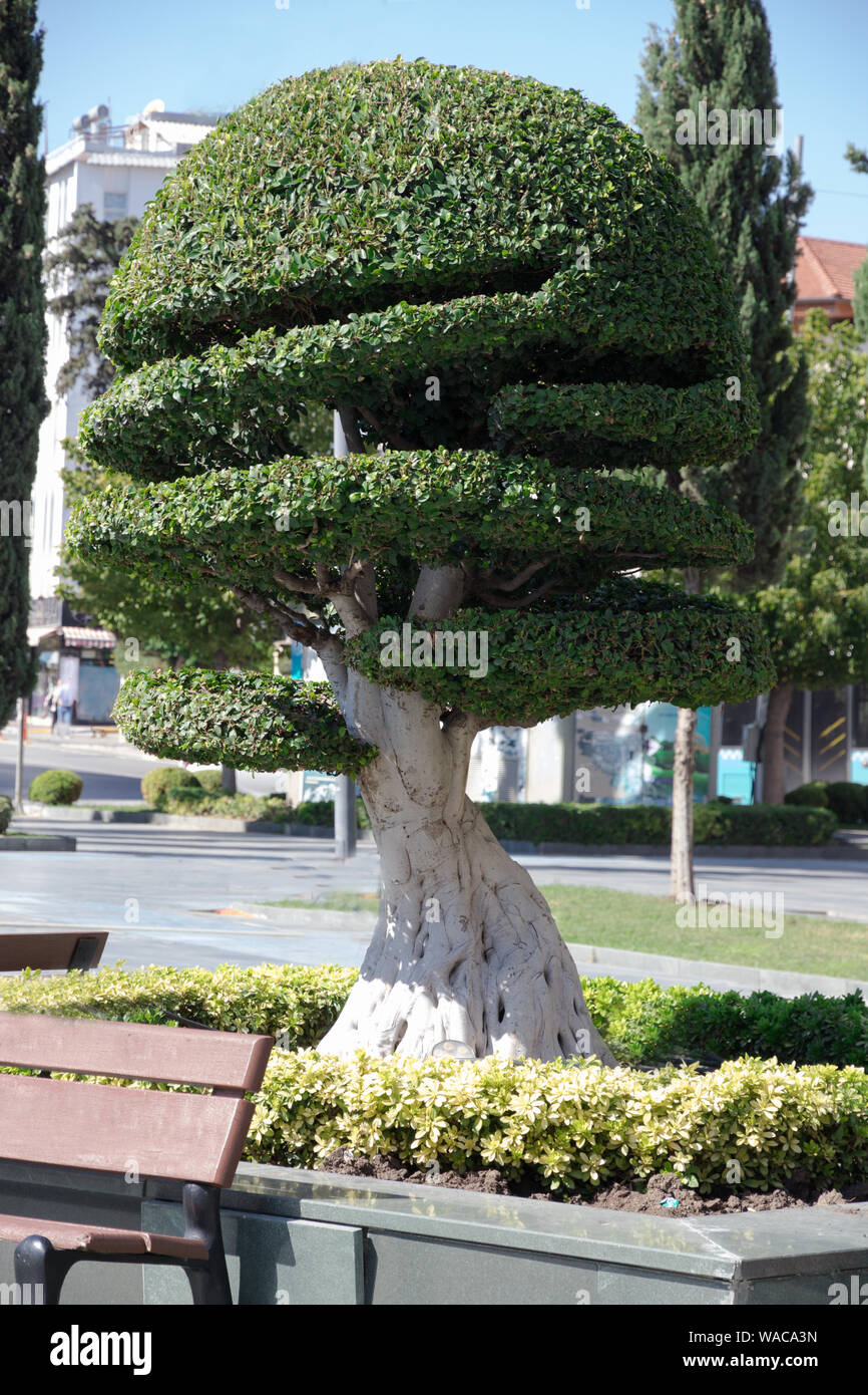 Crown topiary hi-res stock photography and images - Alamy