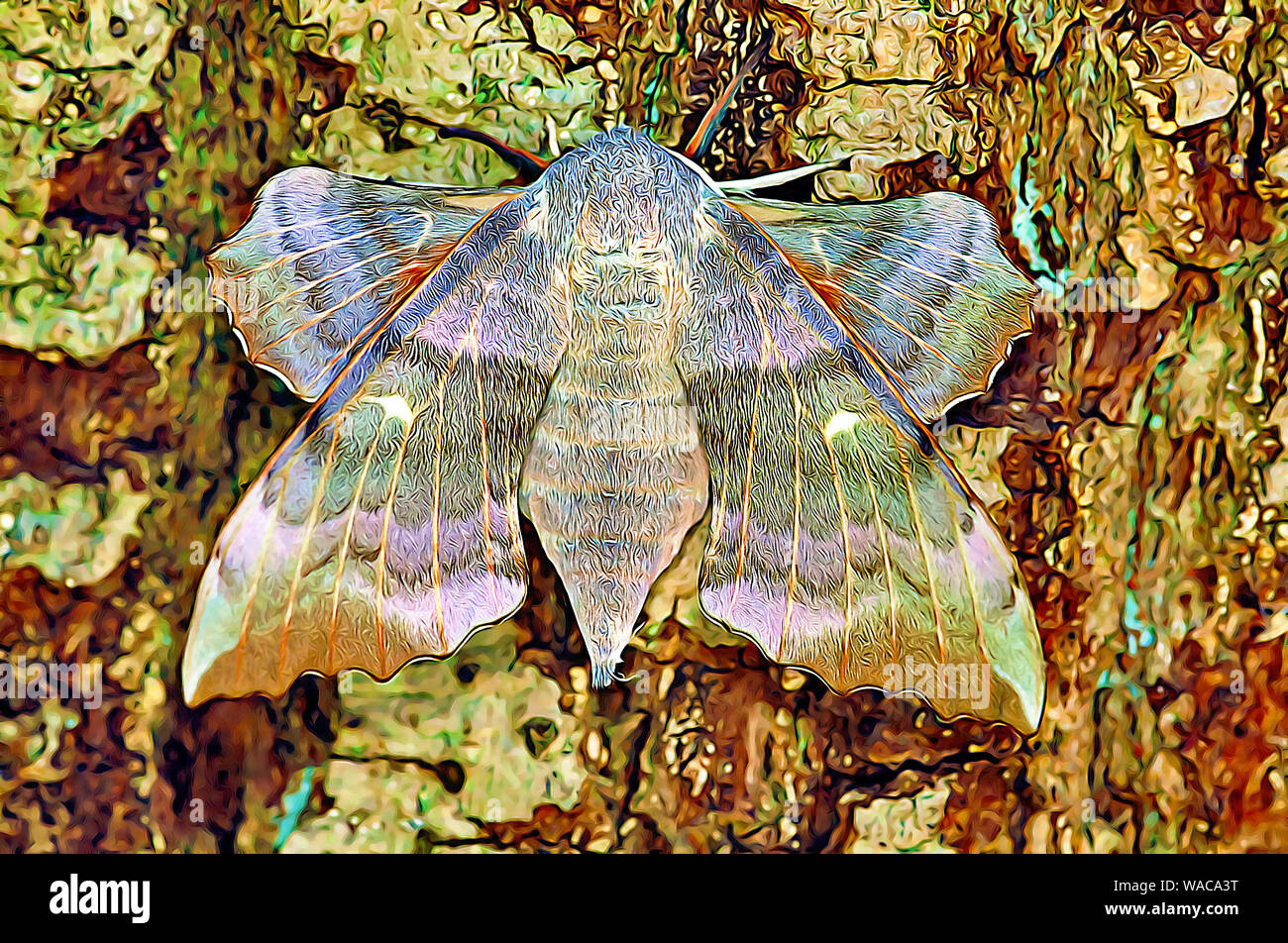 Poplar Hawk Moth Caterpillar High Resolution Stock Photography and ...