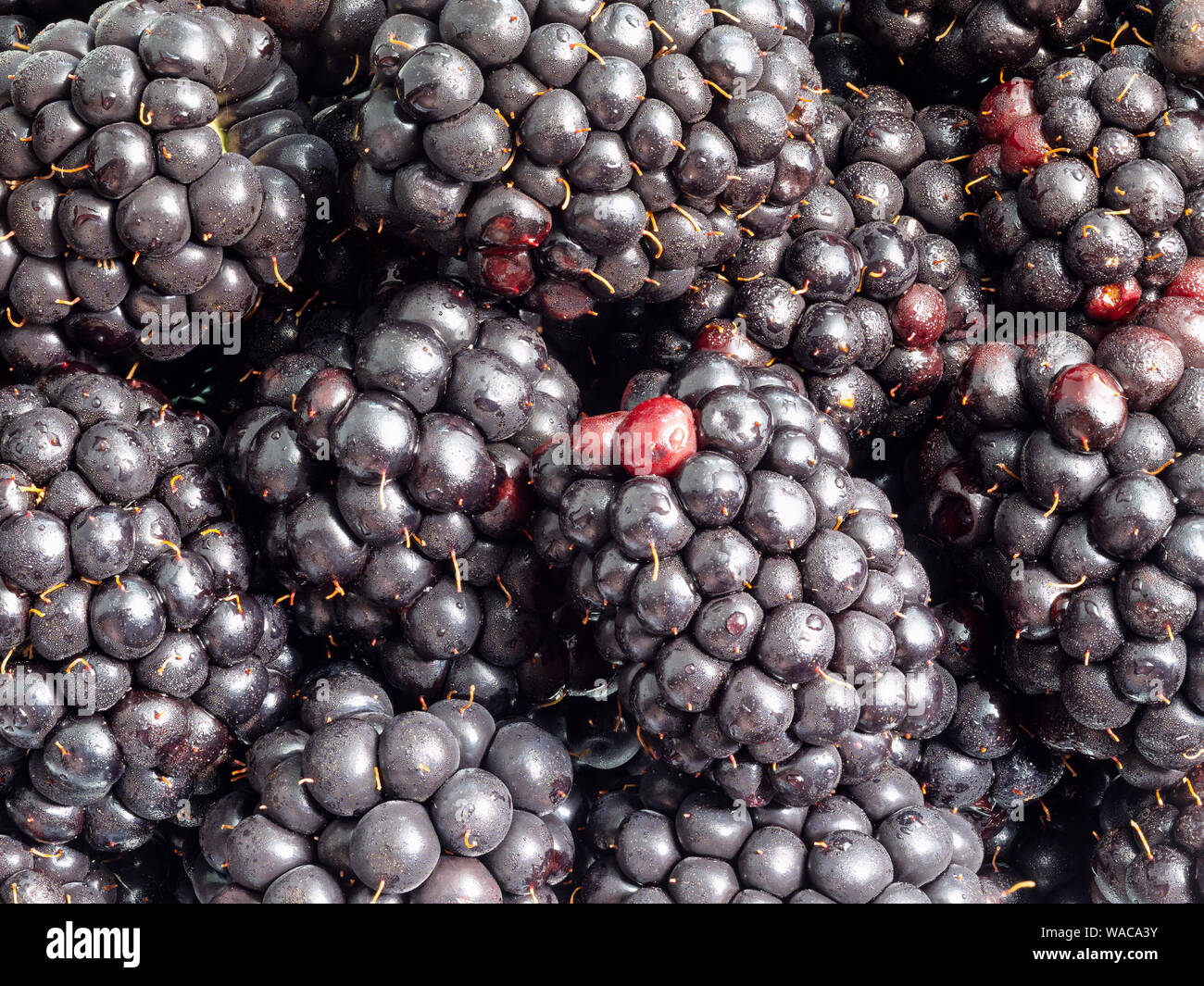 natural food background - many fresh blackberry fruits close up Stock ...