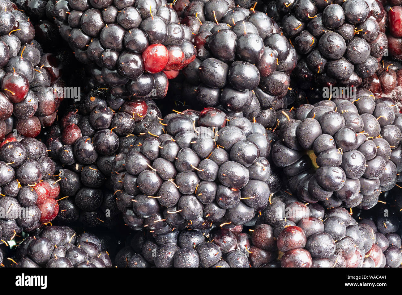 natural food background - fresh ripe blackberries close-up Stock Photo ...