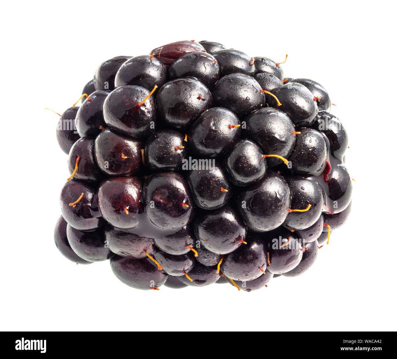 One Blackberry Fruit