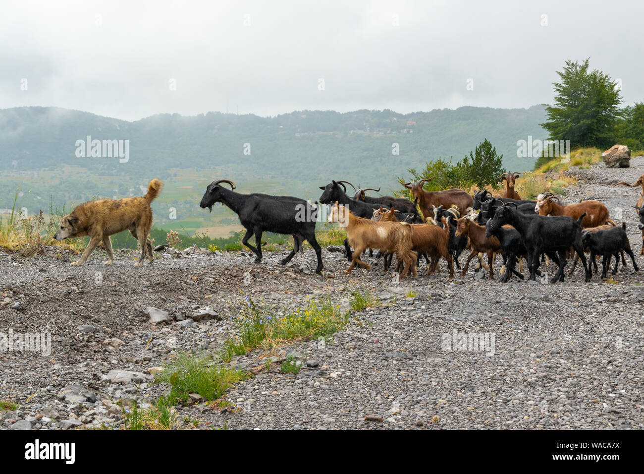 Flock of mountain goats. Domestic livestock grazing in the high ...
