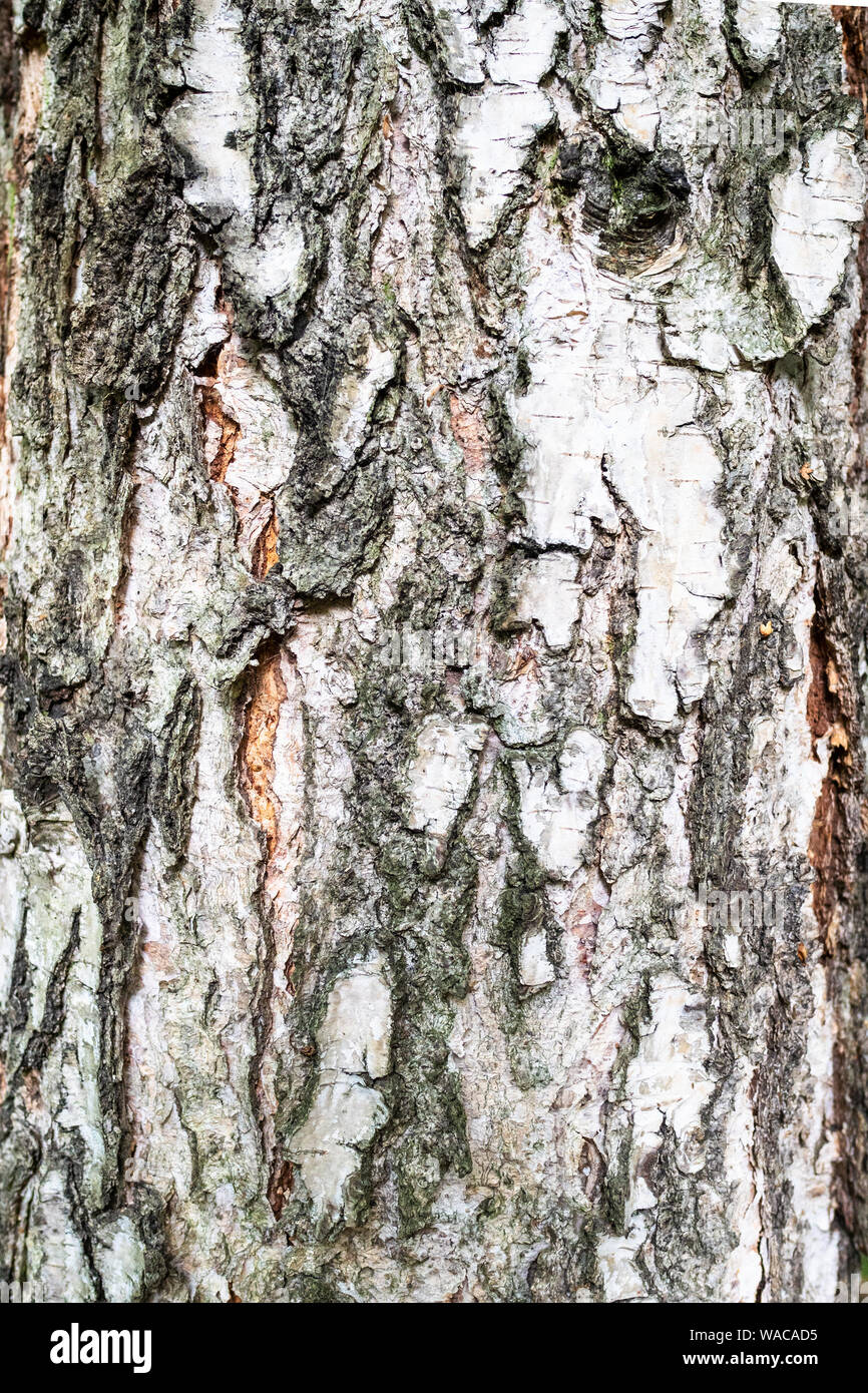 Mature Scots Pine Tree High Resolution Stock Photography and Images - Alamy