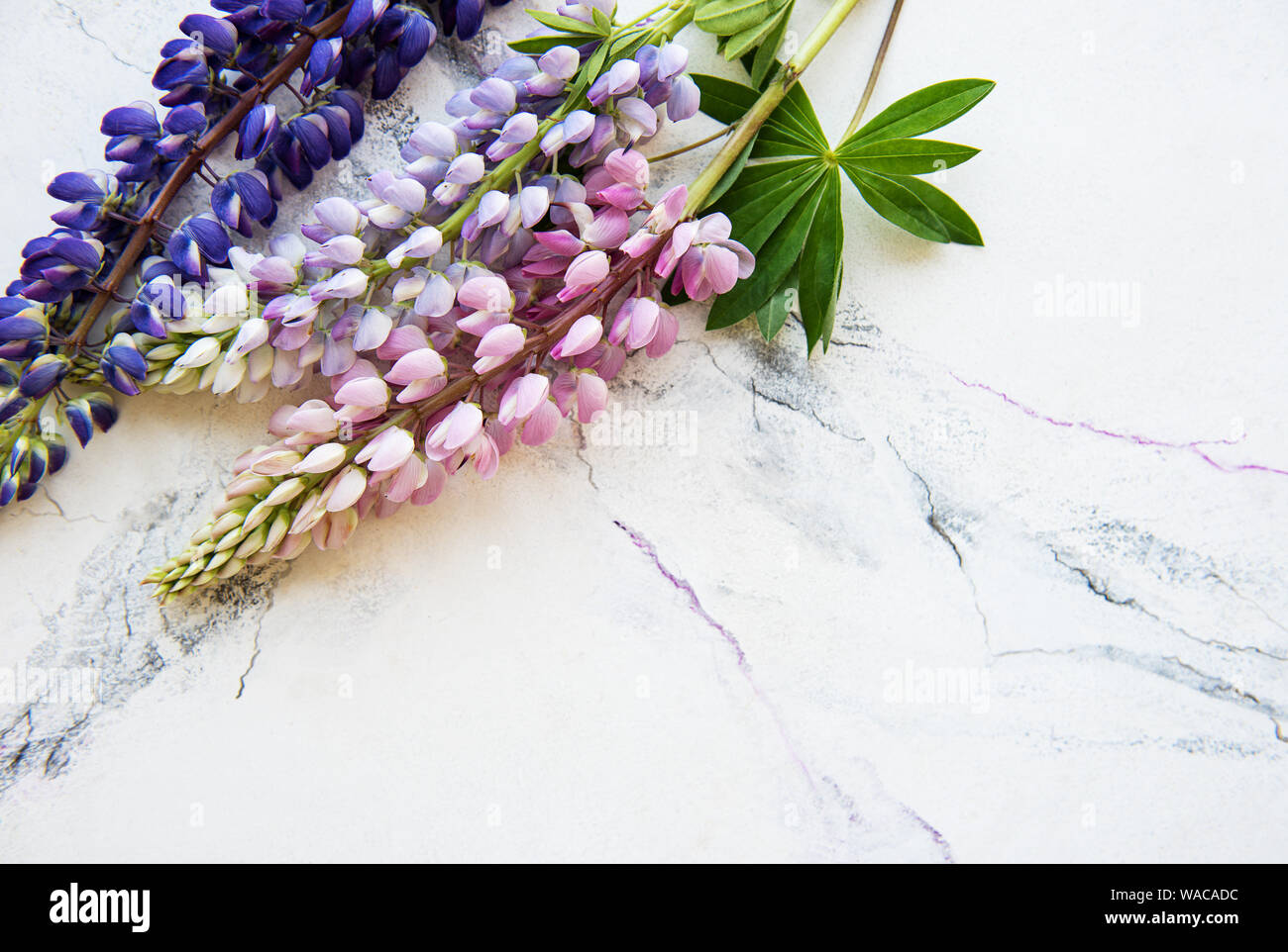 Pink and purple lupine flowers border on a white marble background ...
