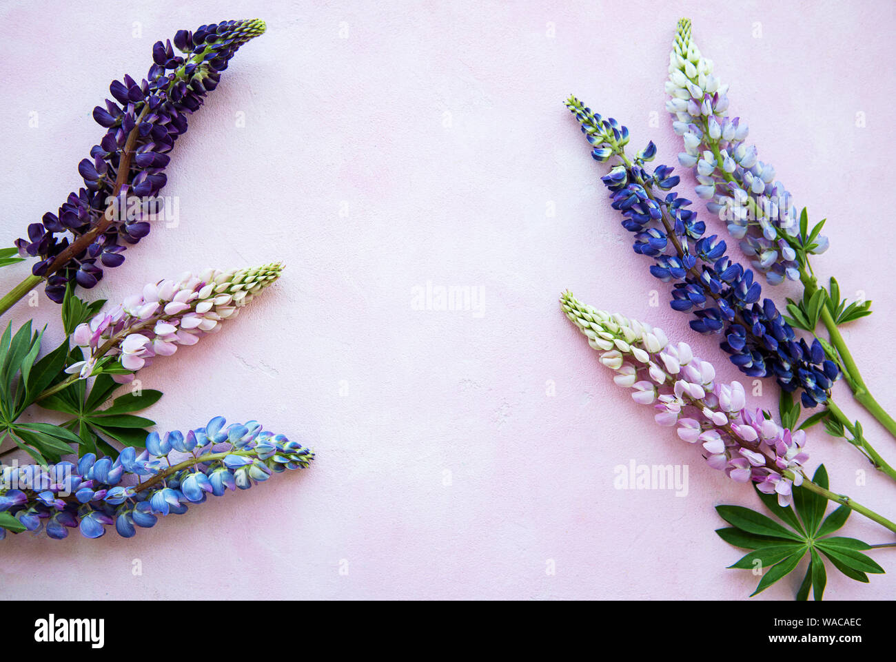 Pink and purple lupine flowers border on a pink concrete background ...