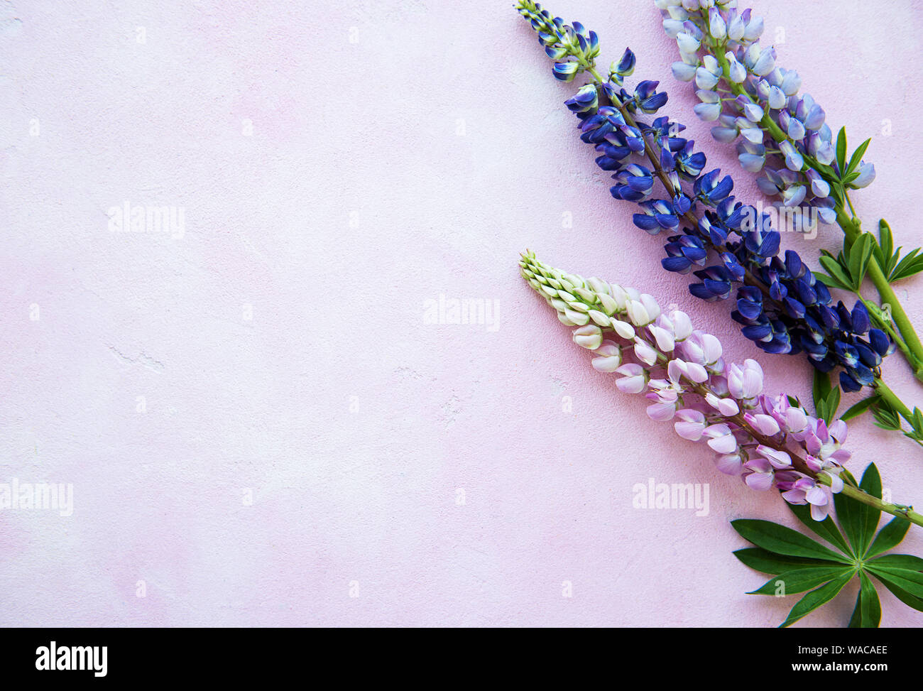 Pink and purple lupine flowers border on a pink concrete background ...