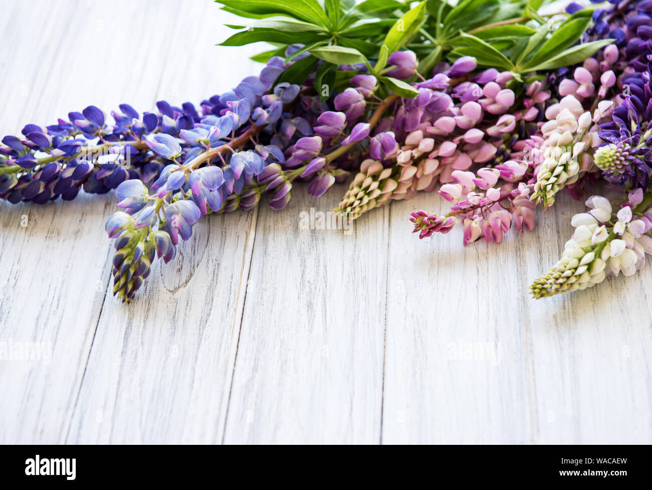 Pink and purple lupine flowers border on a old white wooden background ...