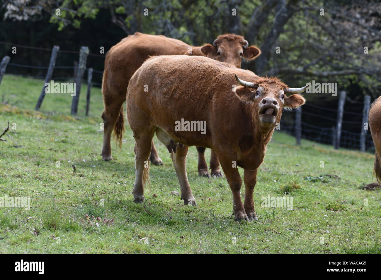 Limousin Cattle in La Creuse France Stock Photo - Alamy