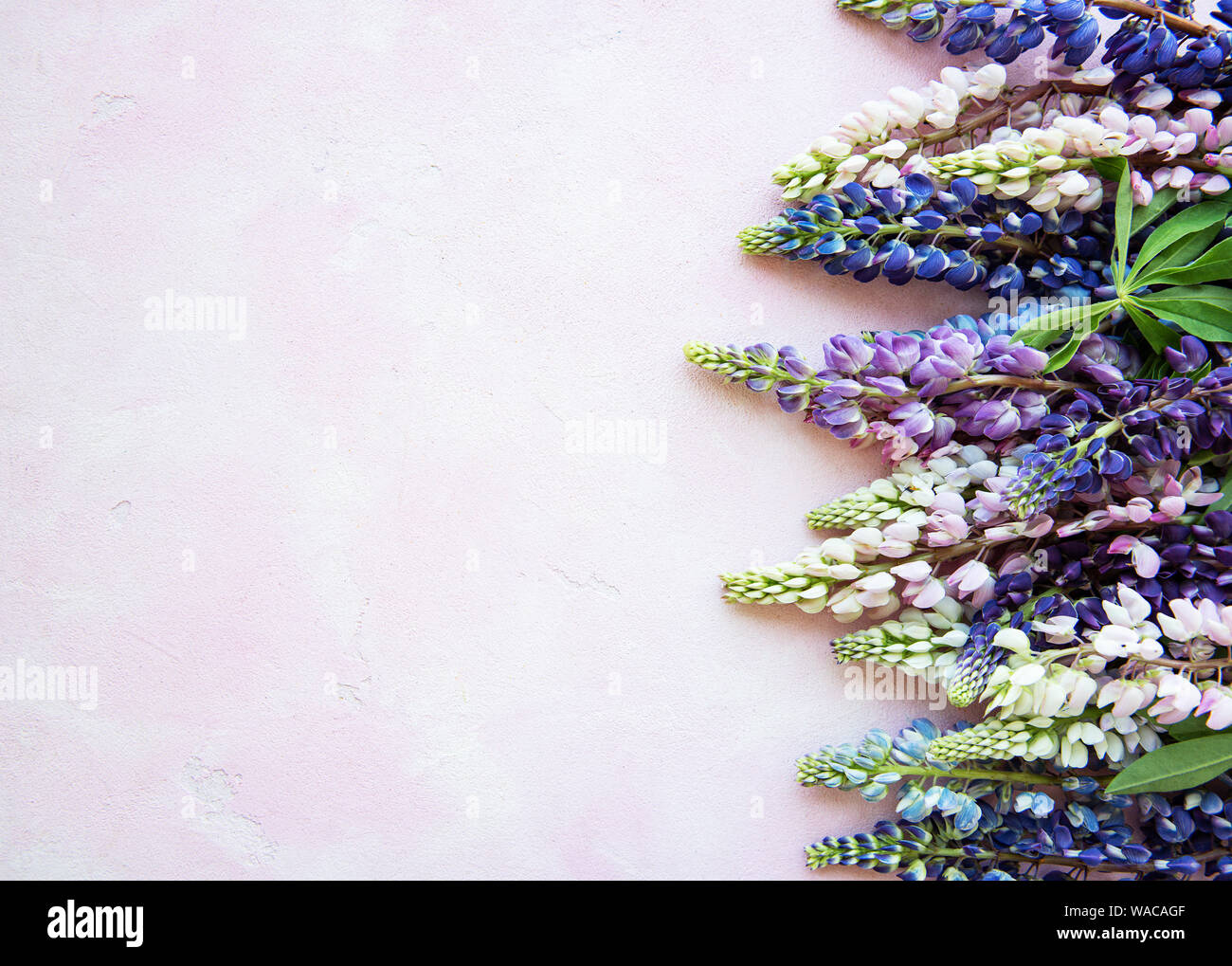 Pink and purple lupine flowers border on a pink concrete background ...