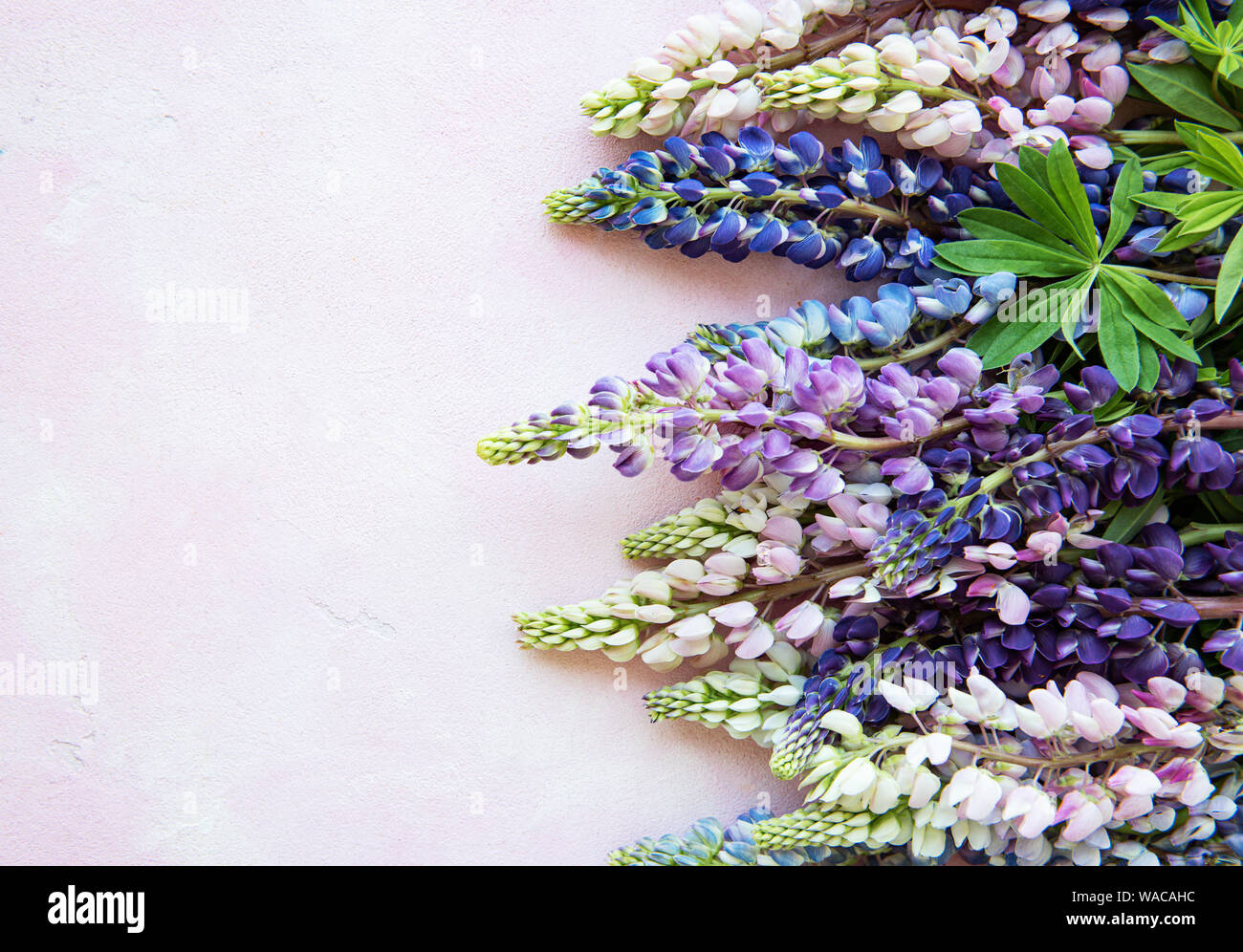 Pink and purple lupine flowers border on a pink concrete background ...