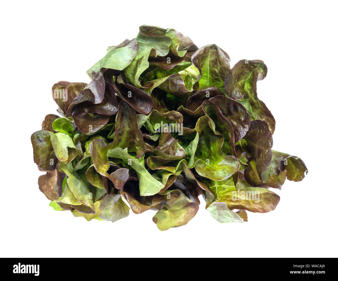 bunch of fresh green Oak leaf lettuce cutout on white background Stock ...