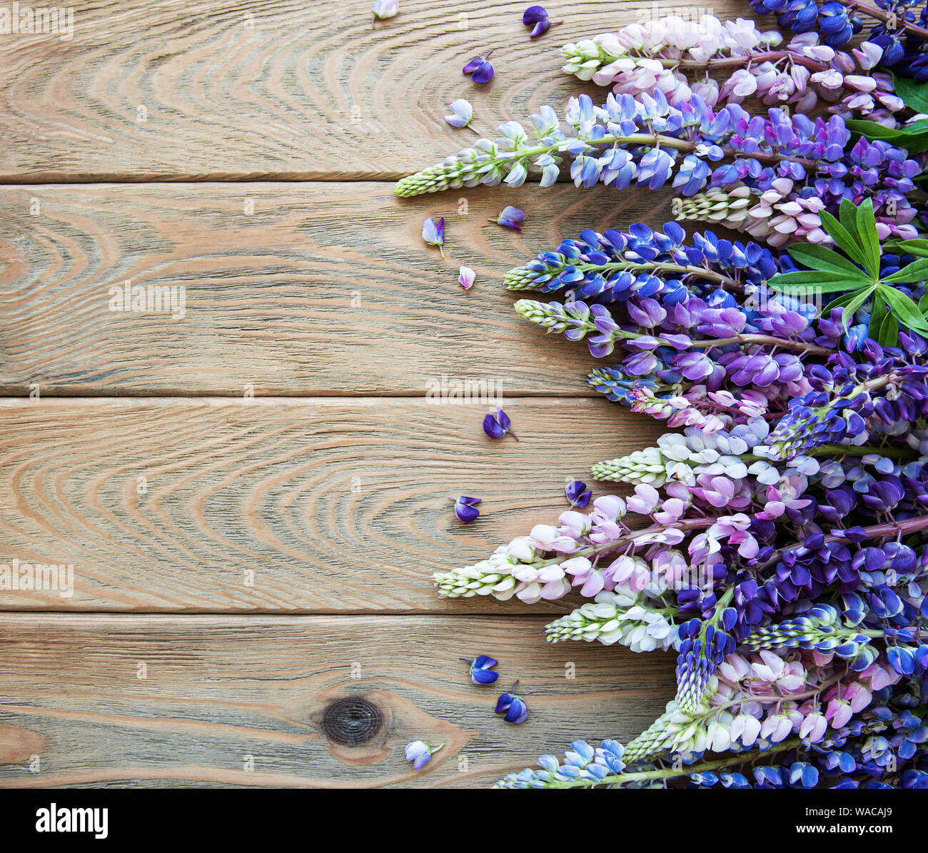 Pink and purple lupine flowers border on a old wooden background Stock ...