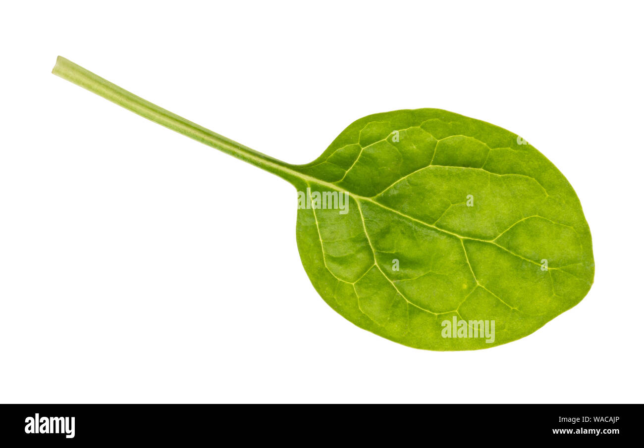 fresh green leaf of baby spinach cutout on white background Stock Photo ...