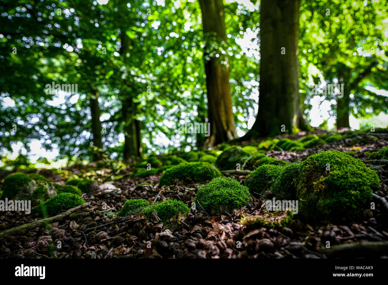 Blenheim Palace. Beautiful parks and grounds, established trees and ...