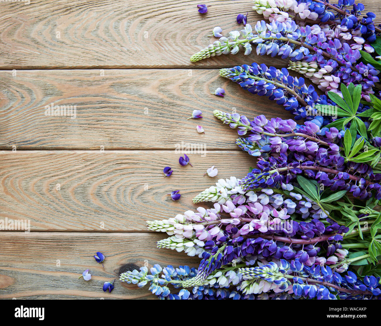 Pink and purple lupine flowers border on a old wooden background Stock ...