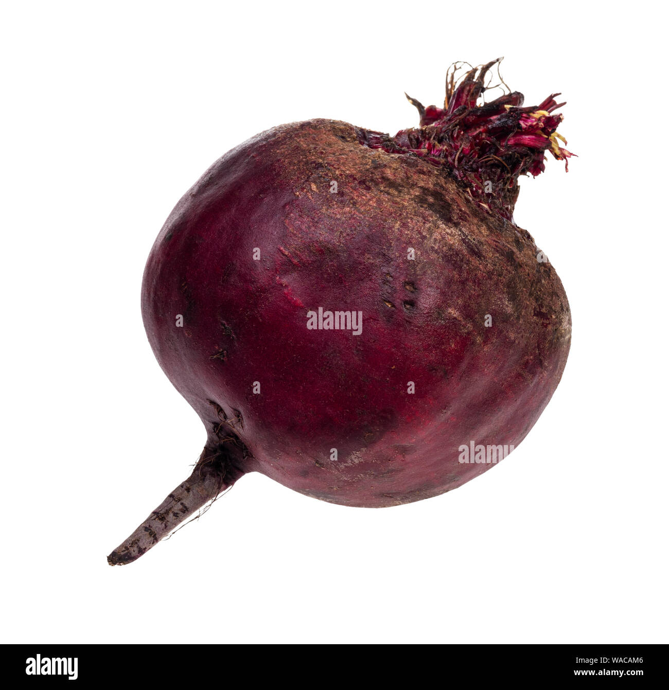 Beta vulgaris red white beetroot Cut Out Stock Images & Pictures - Alamy