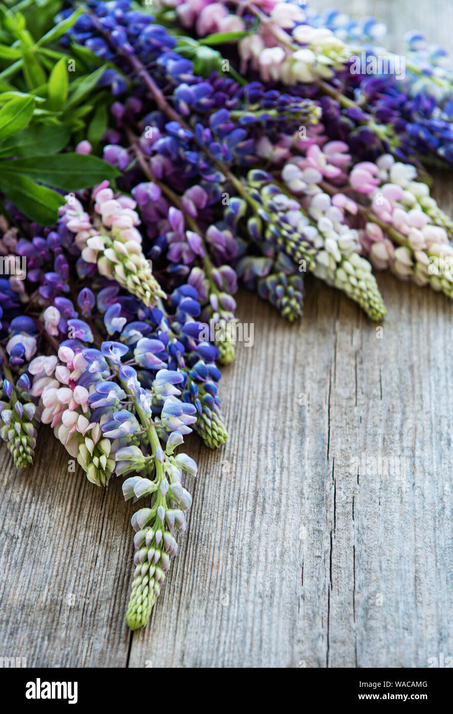 Pink and purple lupine flowers border on a old wooden background Stock ...
