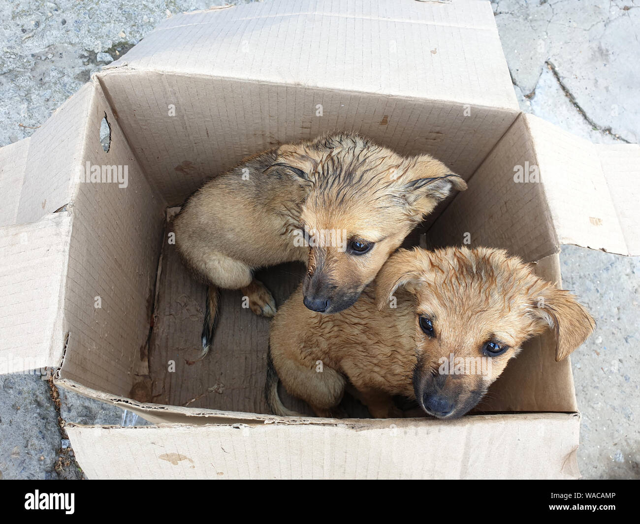 Cardboard box of puppies hi-res stock photography and images - Alamy