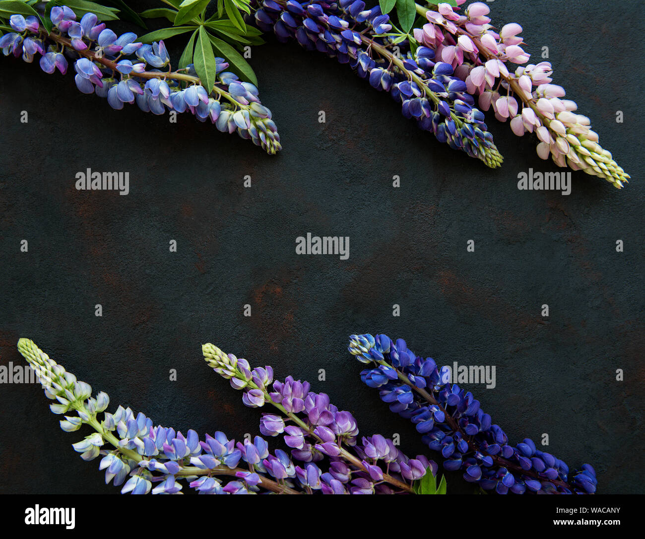 Pink and purple lupine flowers border on a black concrete background ...
