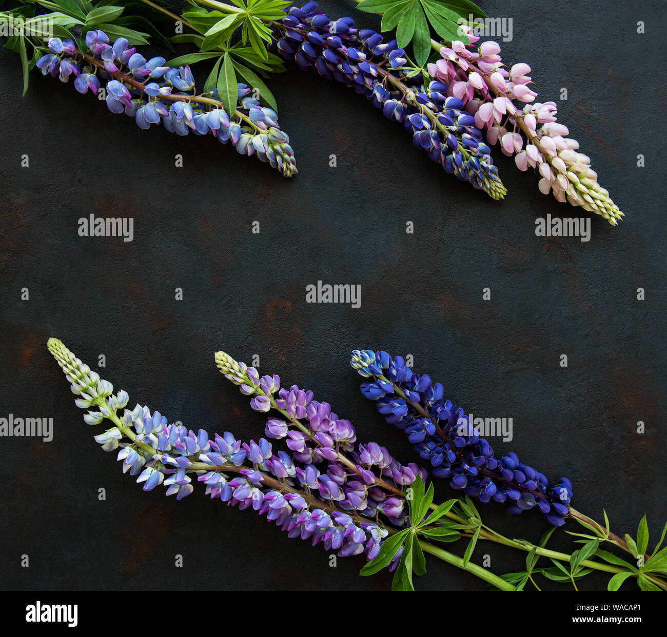 Pink and purple lupine flowers border on a black concrete background ...