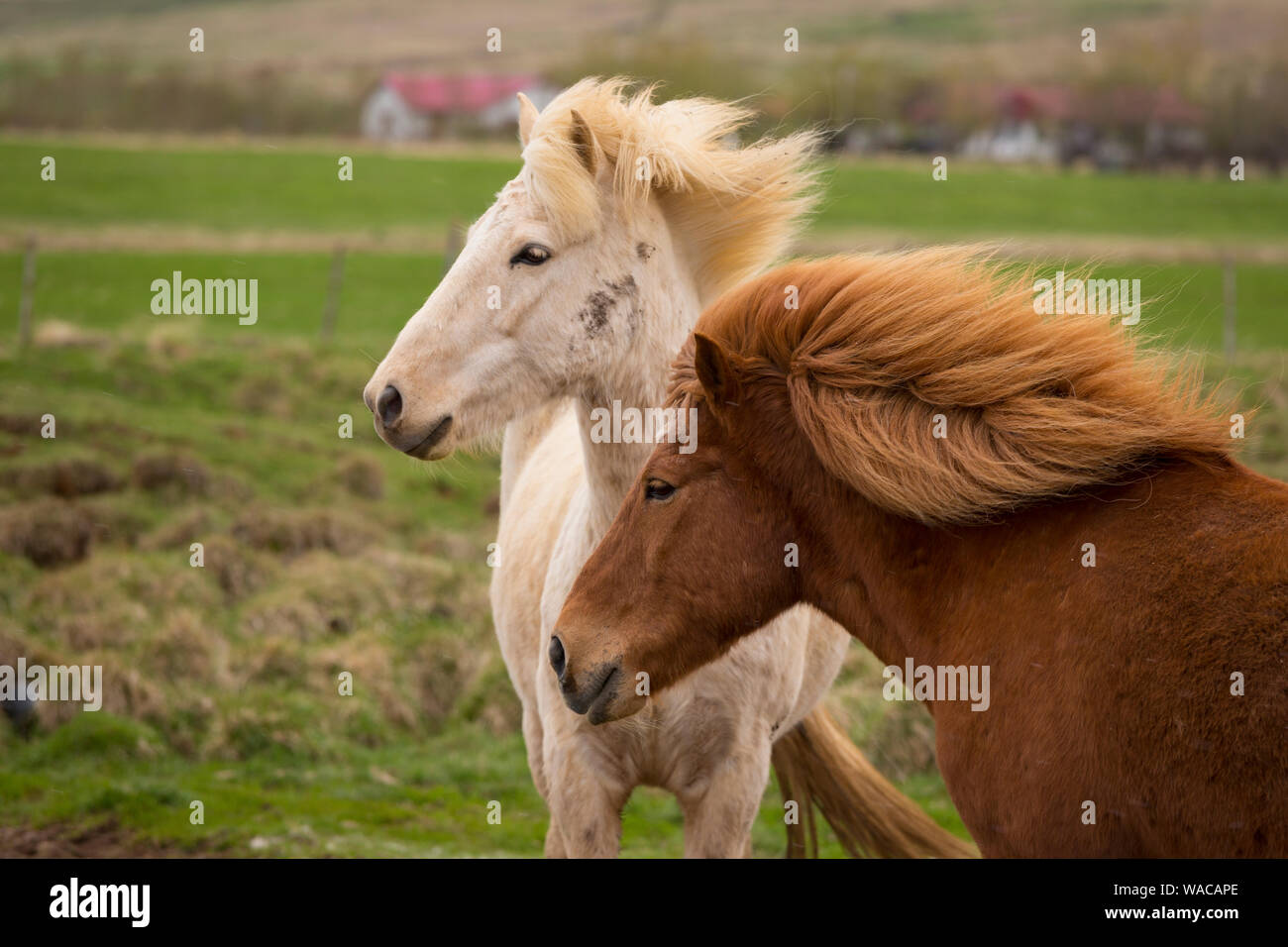 Horseplay hi-res stock photography and images - Alamy
