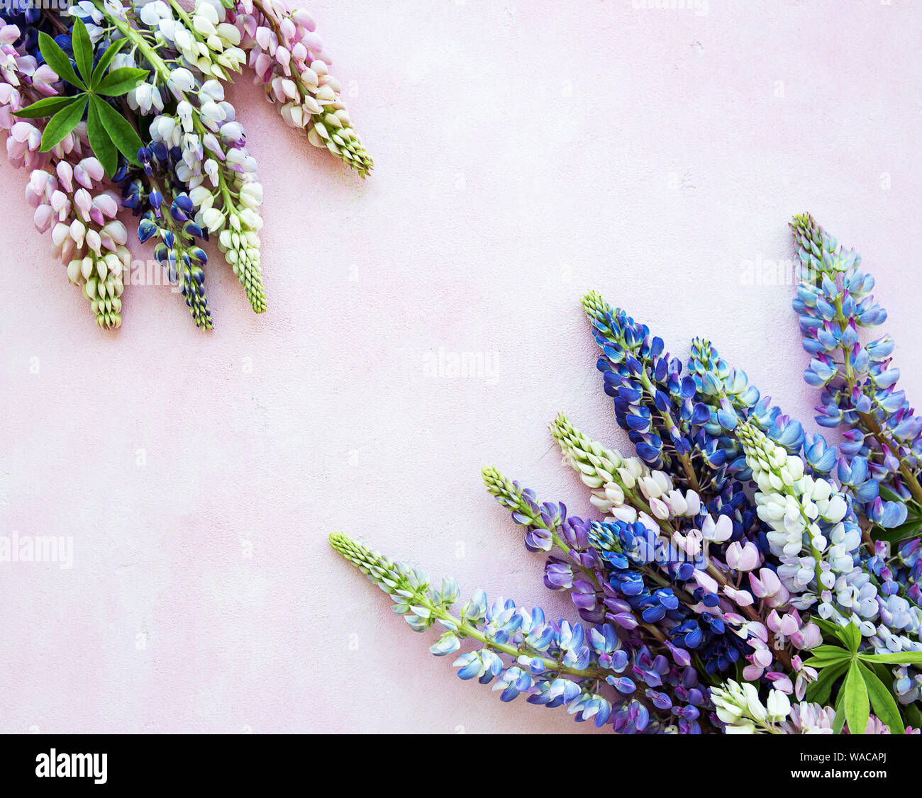 Pink and purple lupine flowers border on a pink concrete background ...