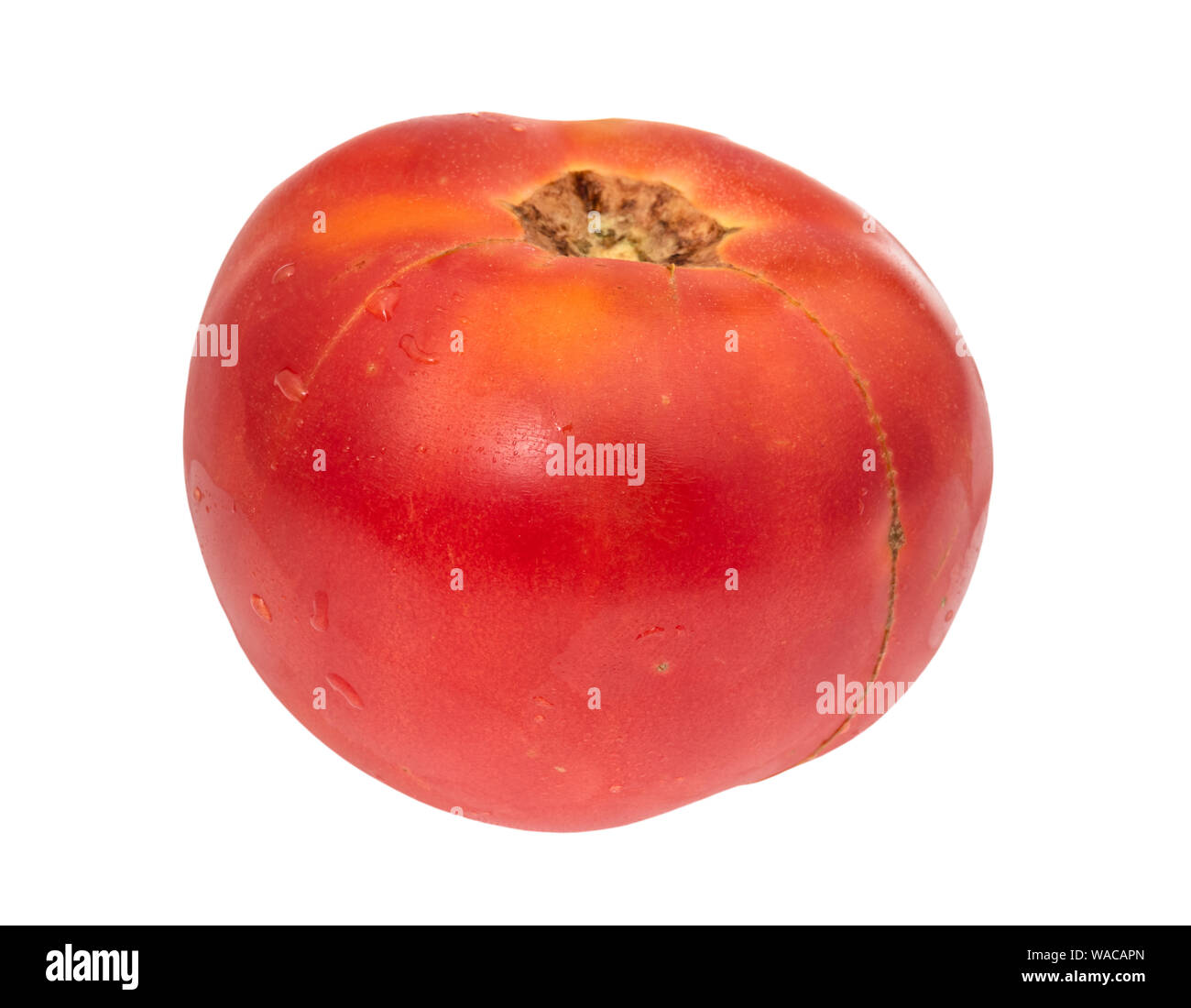 organic ripe big red tomato fruit cutout on white background Stock ...
