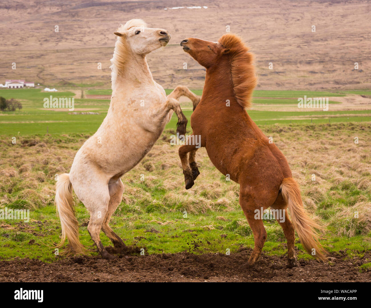 Horseplay hi-res stock photography and images - Alamy