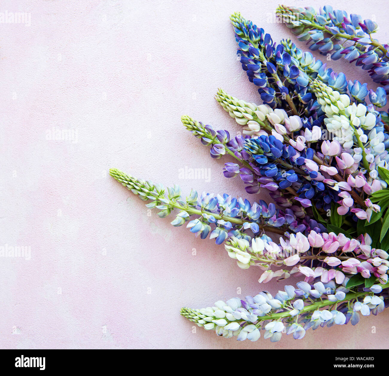 Pink and purple lupine flowers border on a pink concrete background ...