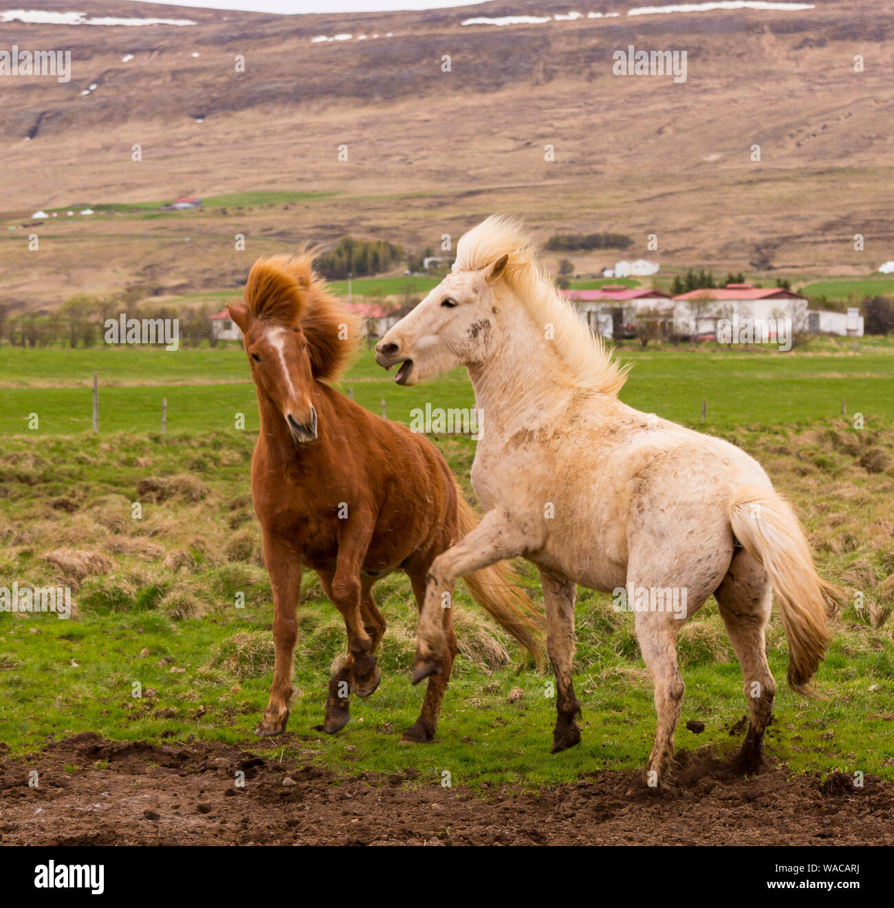 Icelandic horses horse farm hi-res stock photography and images - Alamy