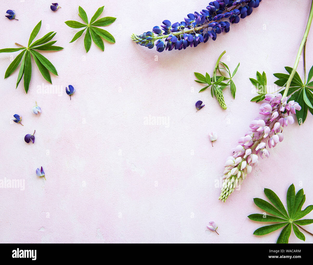 Pink and purple lupine flowers border on a pink concrete background ...