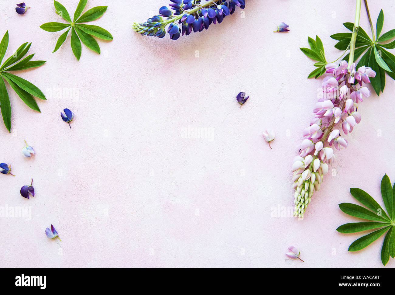 Pink and purple lupine flowers border on a pink concrete background ...