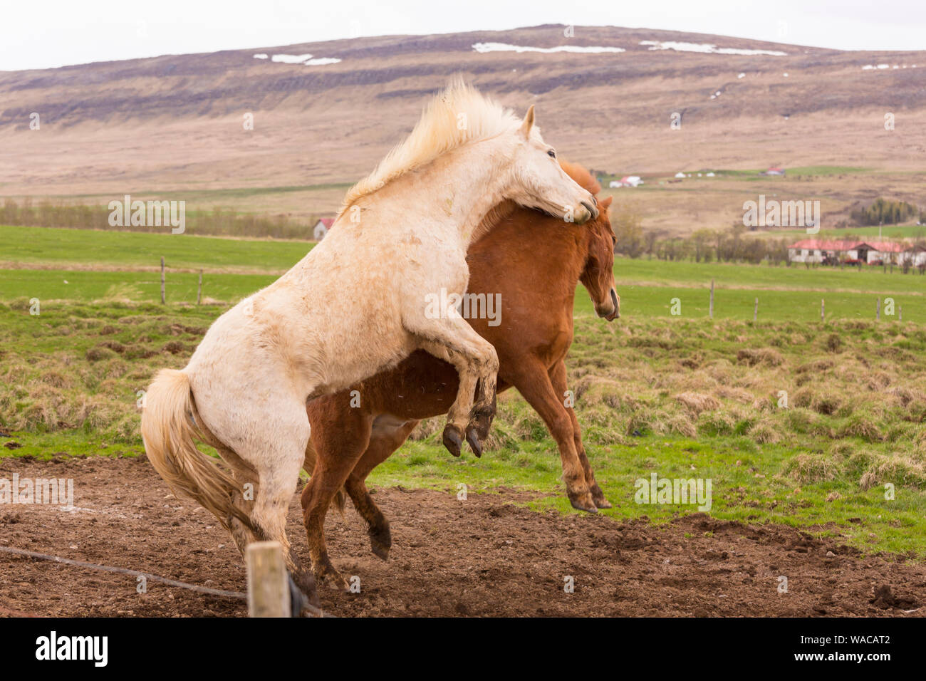 Horseplay hi-res stock photography and images - Alamy