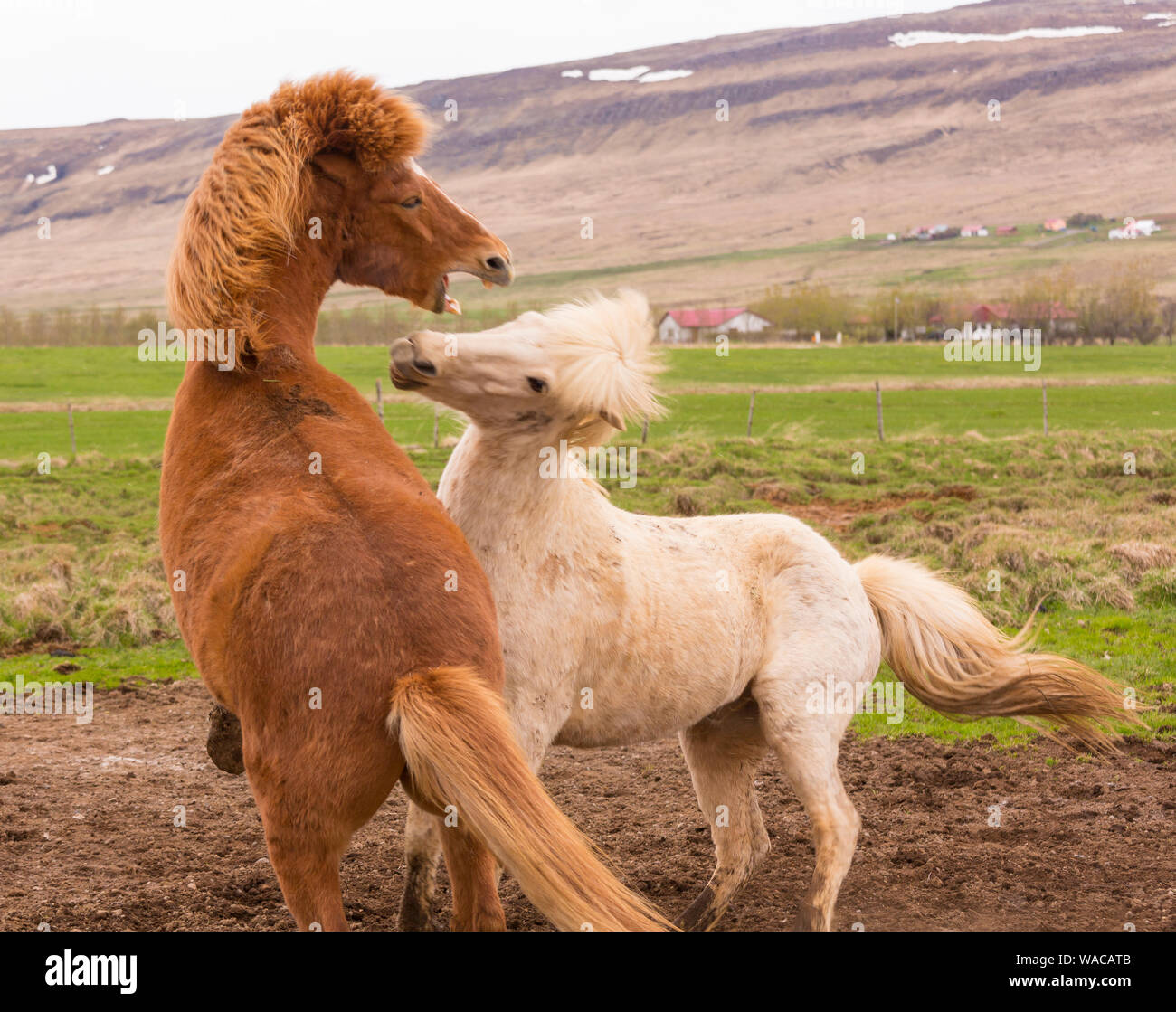 Horseplay hi-res stock photography and images - Alamy